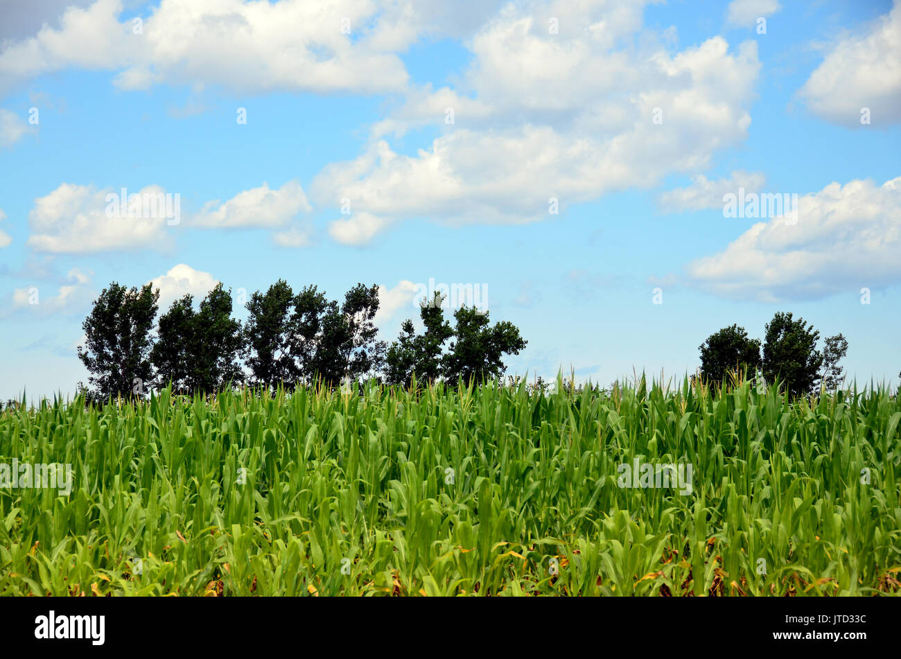 Corn field against blue sky Stock Photo - Alamy