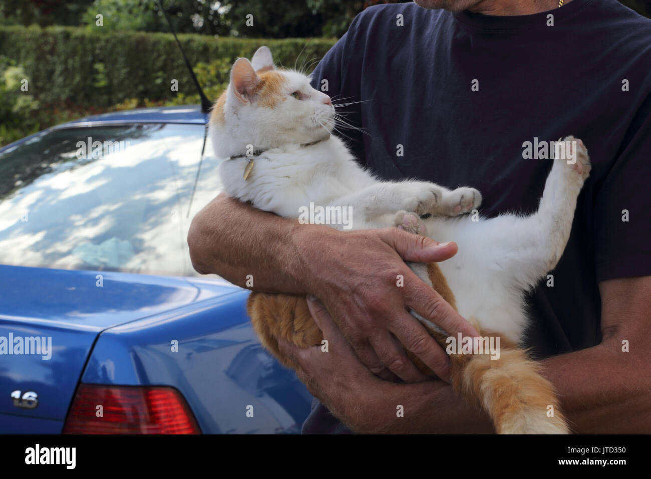 Man holding ginger and white tom cat Surrey England Stock Photo - Alamy