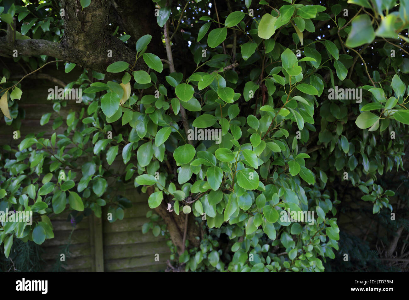 Pear Tree Leaves Background Birmingham West Midlands England Stock ...