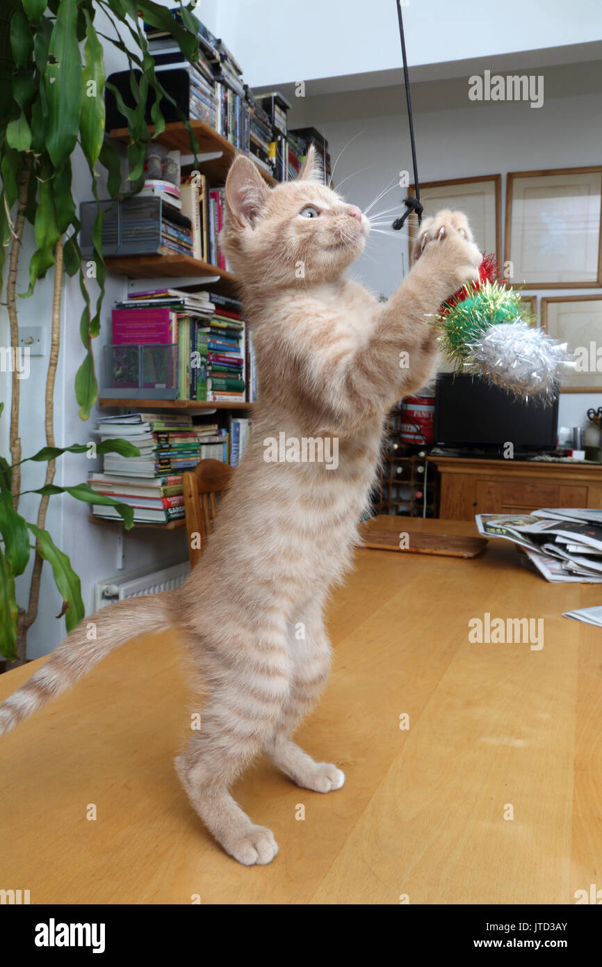 Ginger cat standing hi-res stock photography and images - Alamy