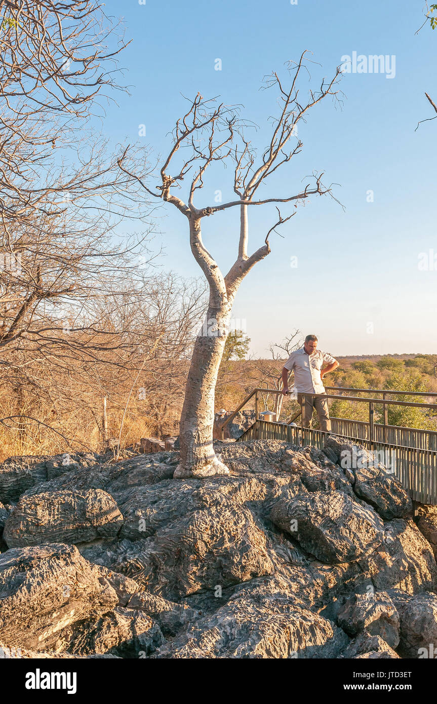 Moringa ghost tree hi-res stock photography and images - Alamy