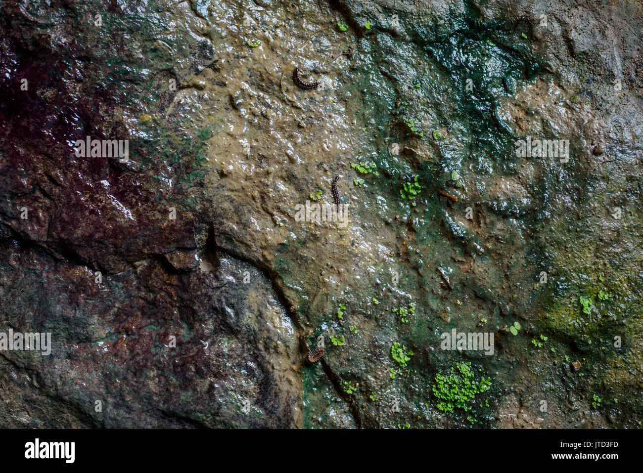 caterpillars crawl on slime-covered rocks in a cave in Mexico Stock ...