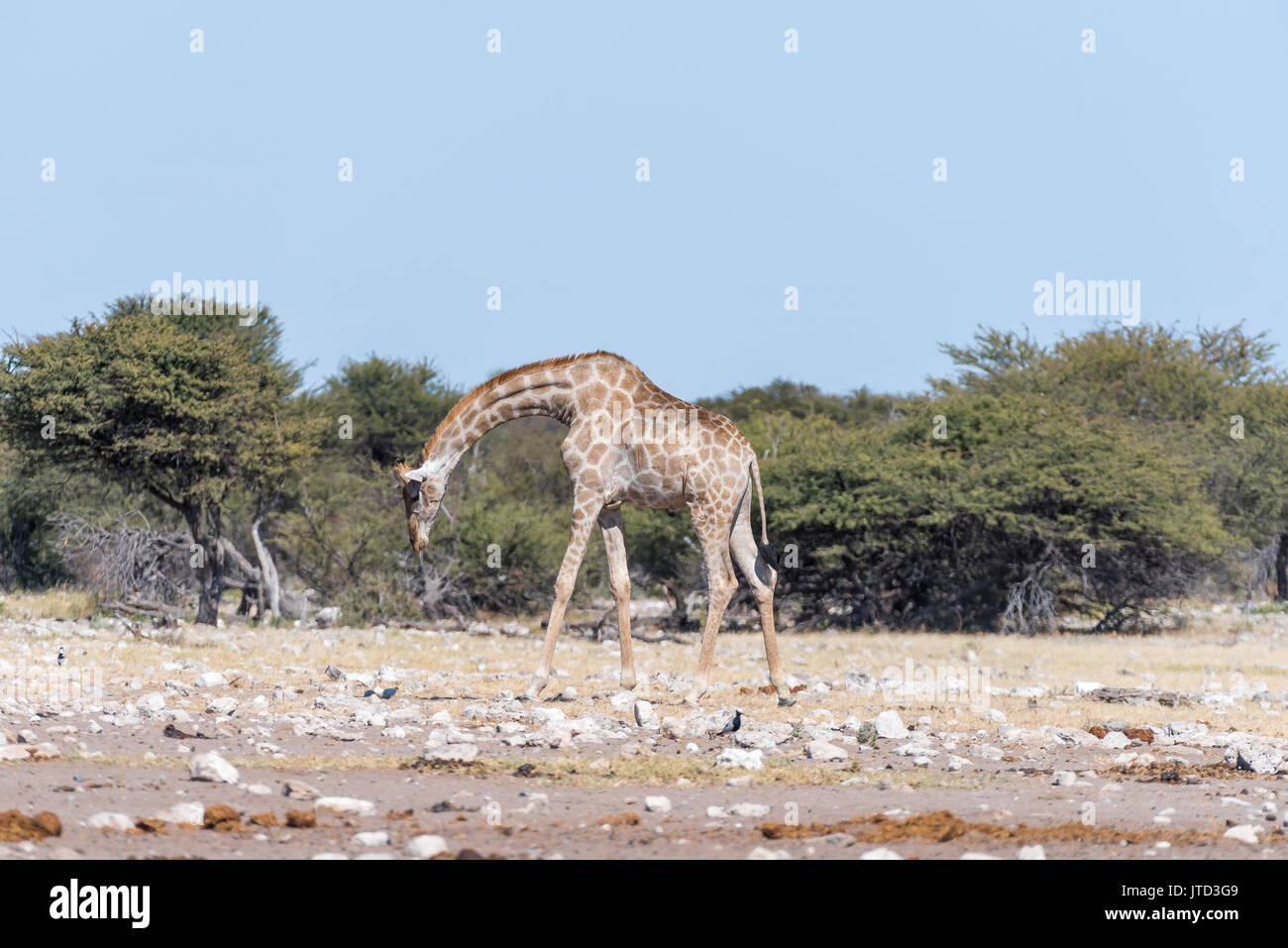A Namibian giraffe, Giraffa camelopardalis angolensis, walking with ...