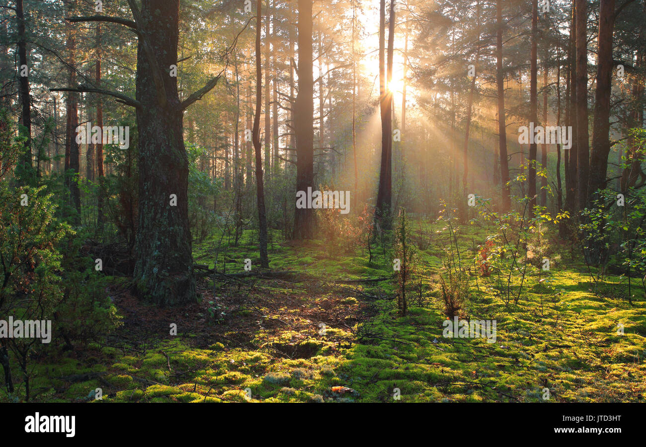 Sunny forest nature. Sunbeams in green forest. Sunny autumn landscape ...