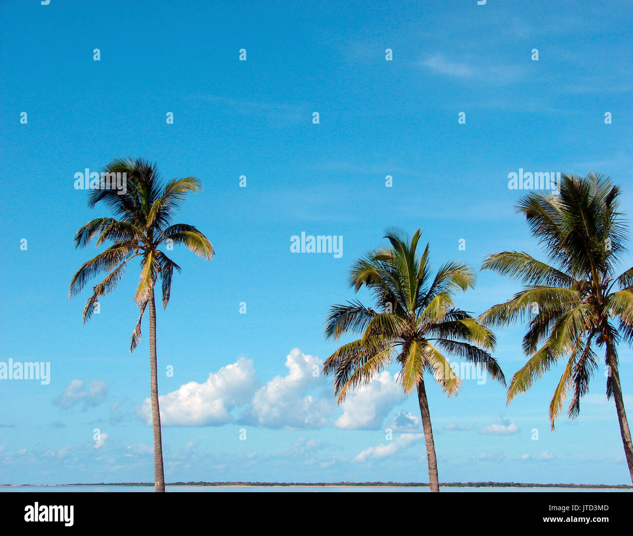 Three palm trees hi-res stock photography and images - Alamy