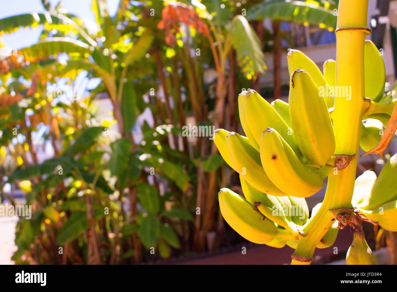Bananas del sol hi-res stock photography and images - Alamy