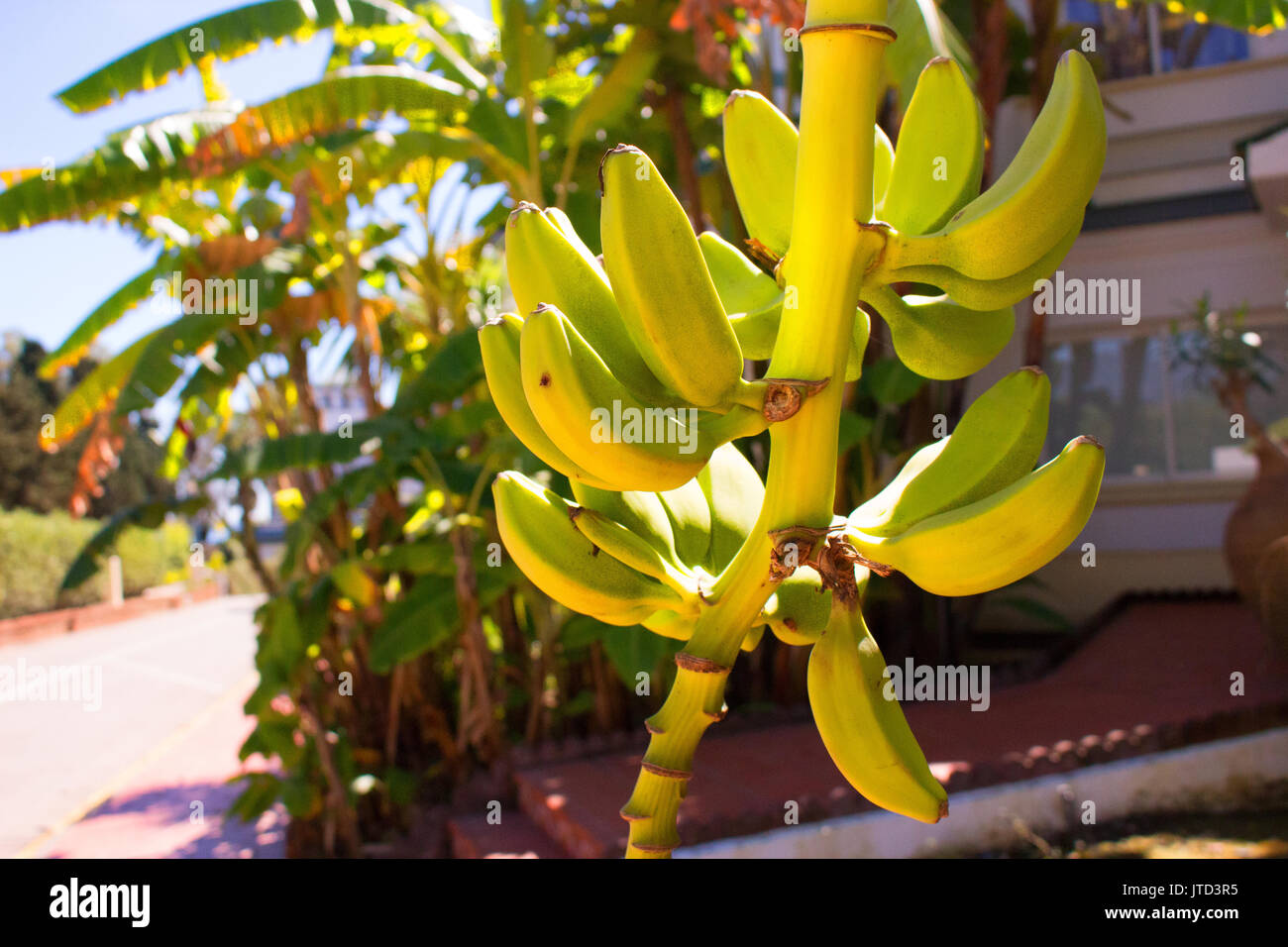 Bananas. Natural banana tree. Tropical fruit Stock Photo - Alamy
