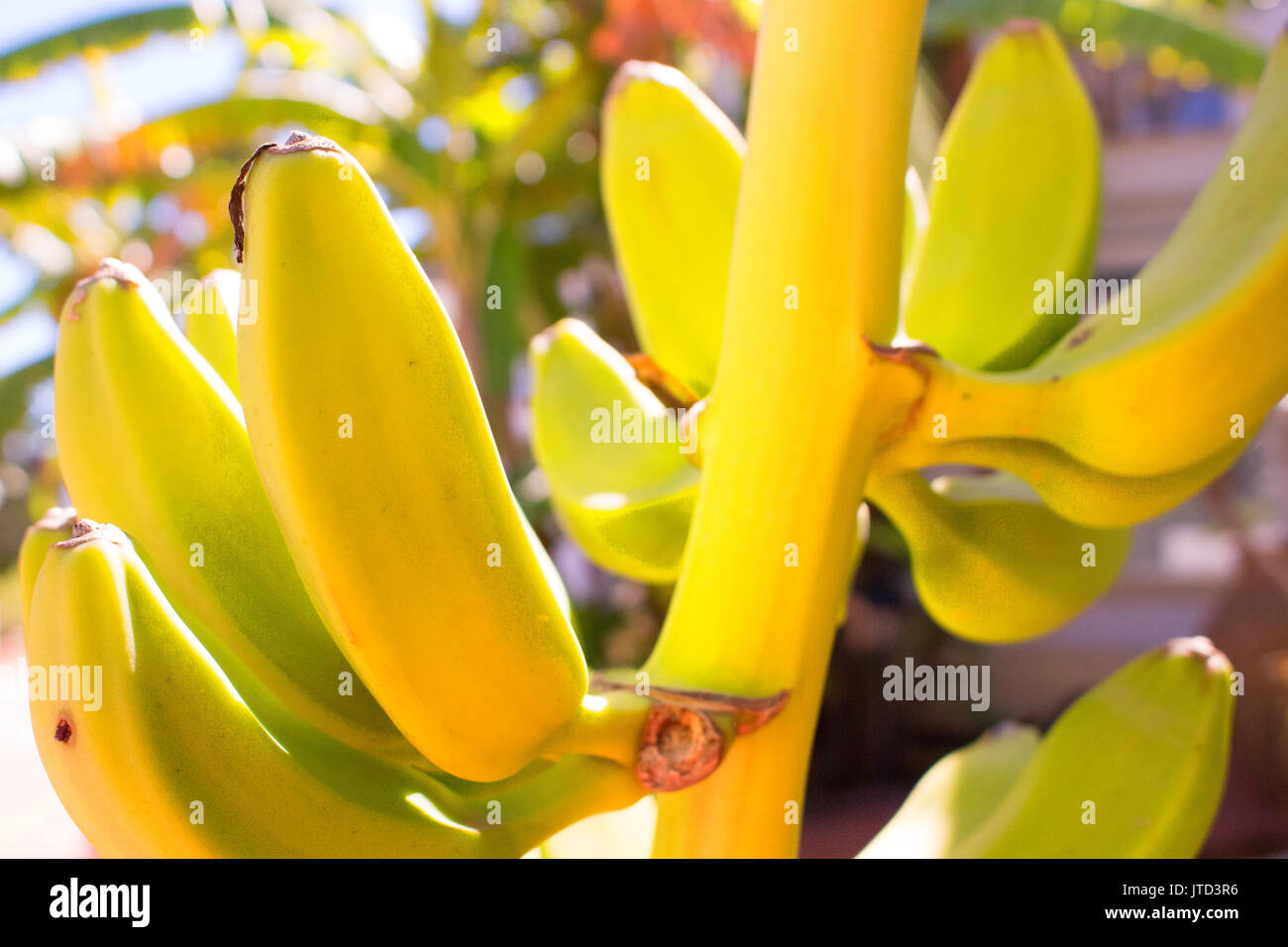 Bananas. Natural banana tree. Tropical fruit Stock Photo - Alamy