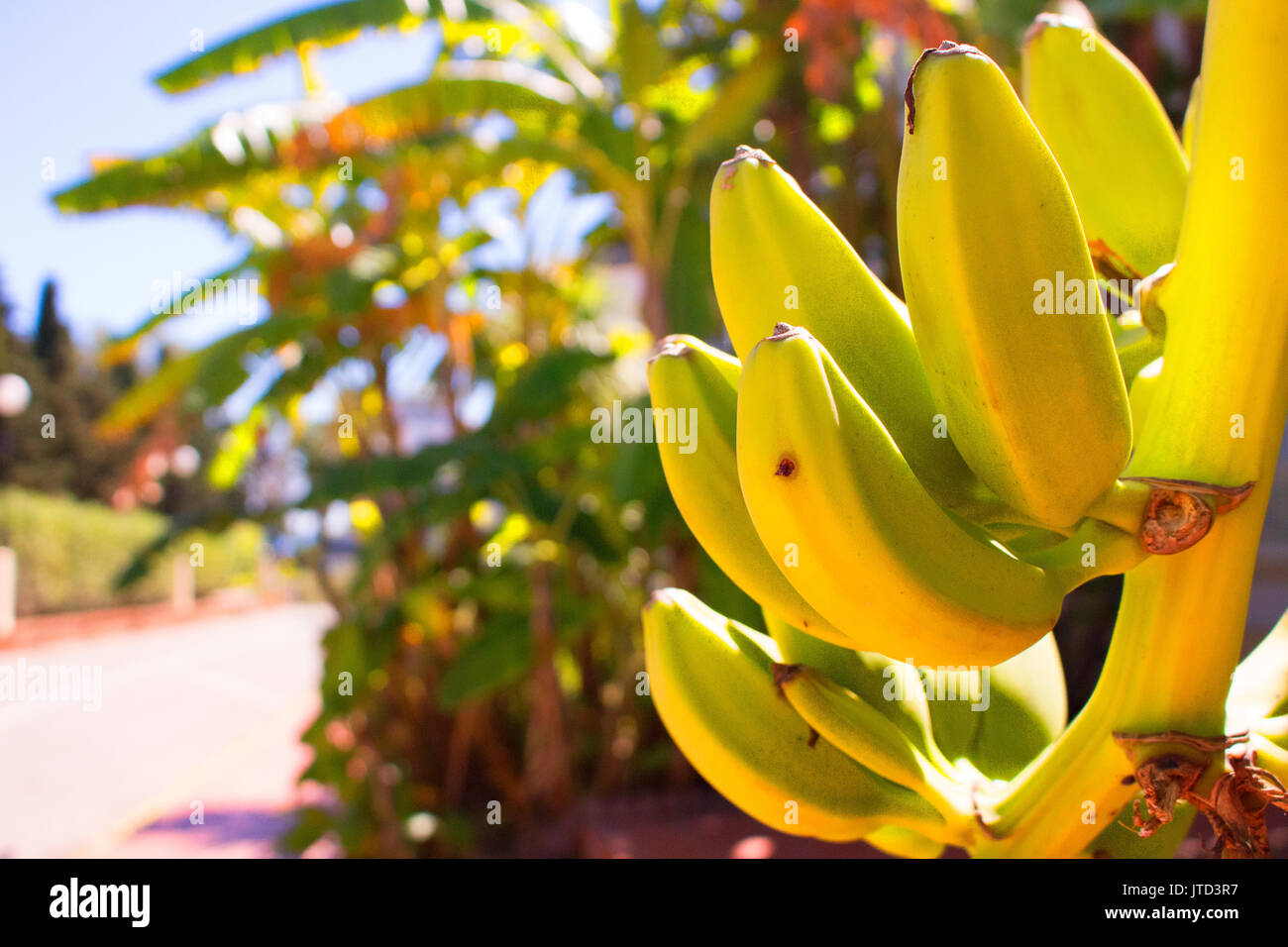 Bananas. Natural banana tree. Tropical fruit Stock Photo - Alamy