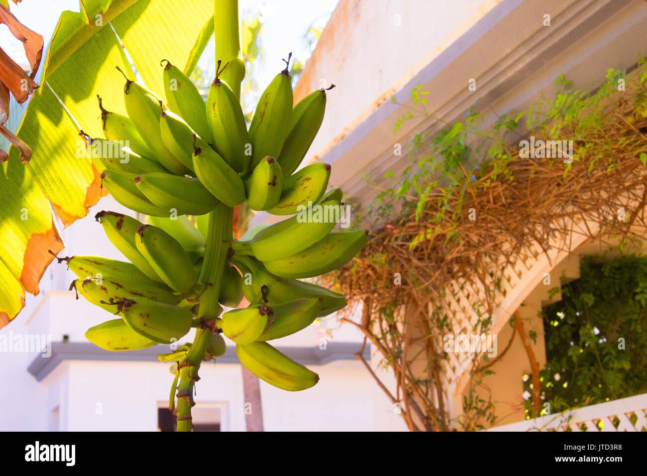 Bananas. Natural banana tree. Tropical fruit Stock Photo - Alamy