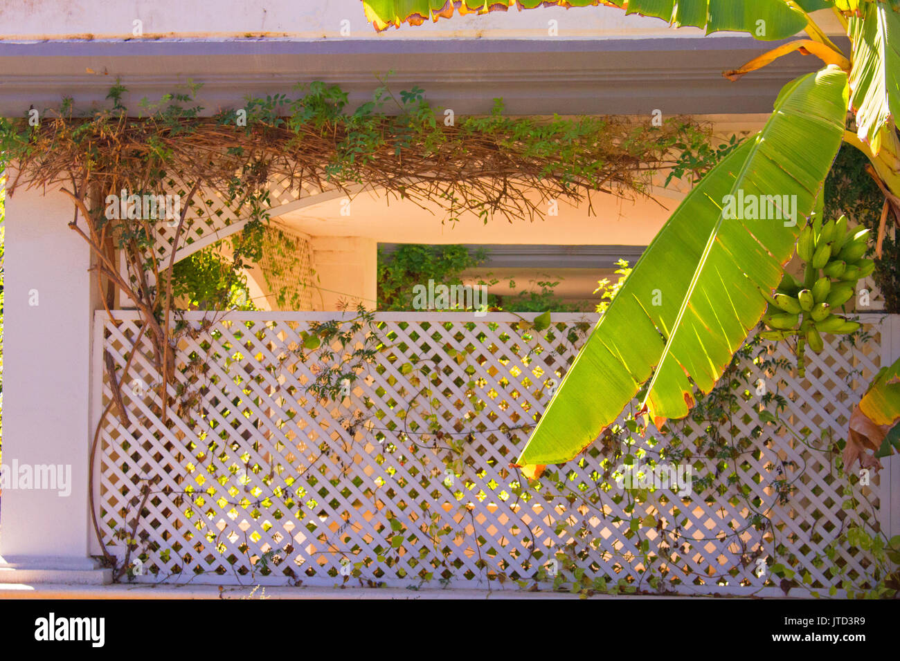 Bananas. Natural banana tree. Tropical fruit Stock Photo - Alamy