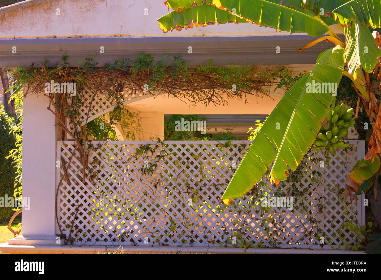 Bananas del sol hi-res stock photography and images - Alamy