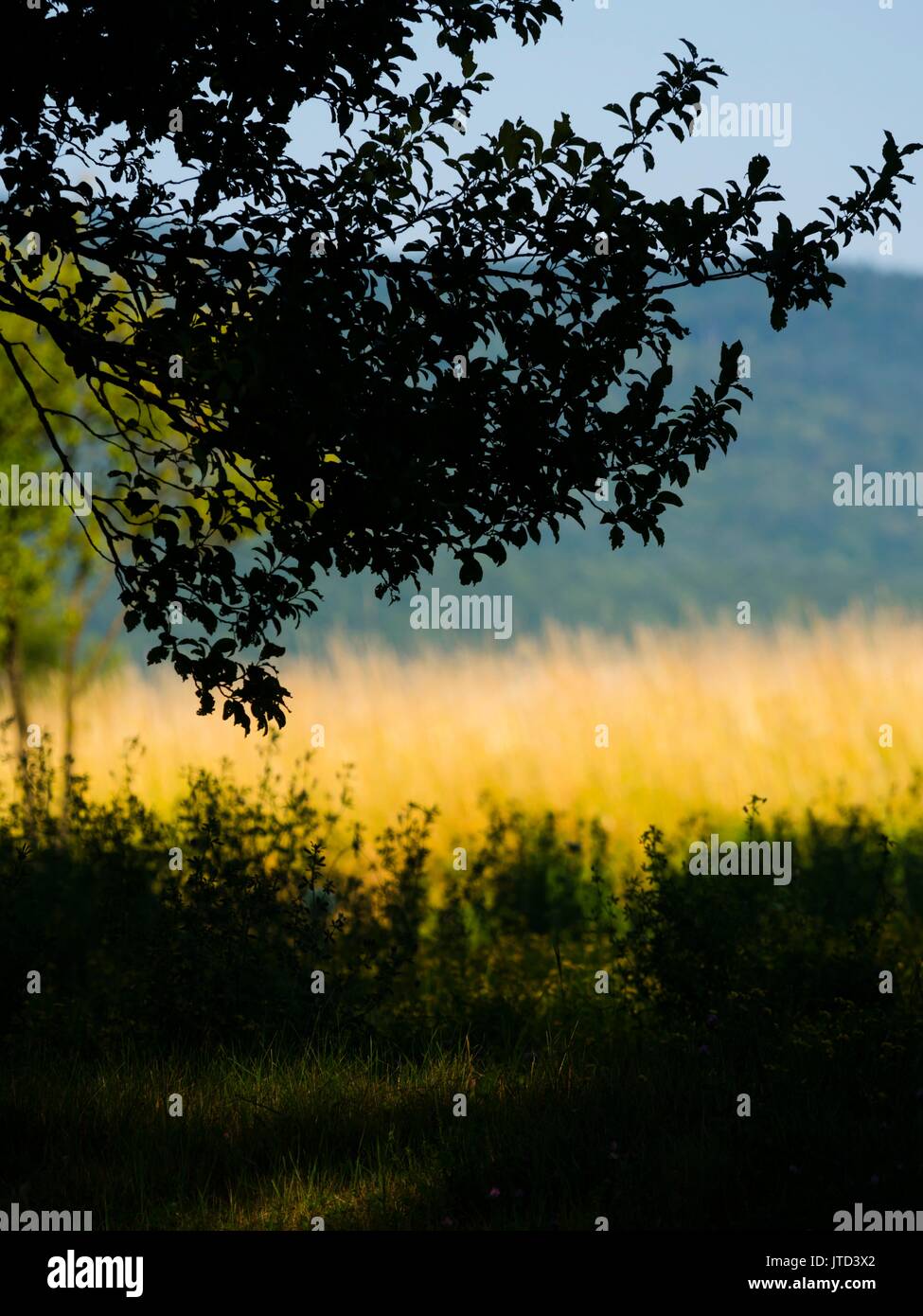 Segmented nature field Yellow high grass Stock Photo - Alamy