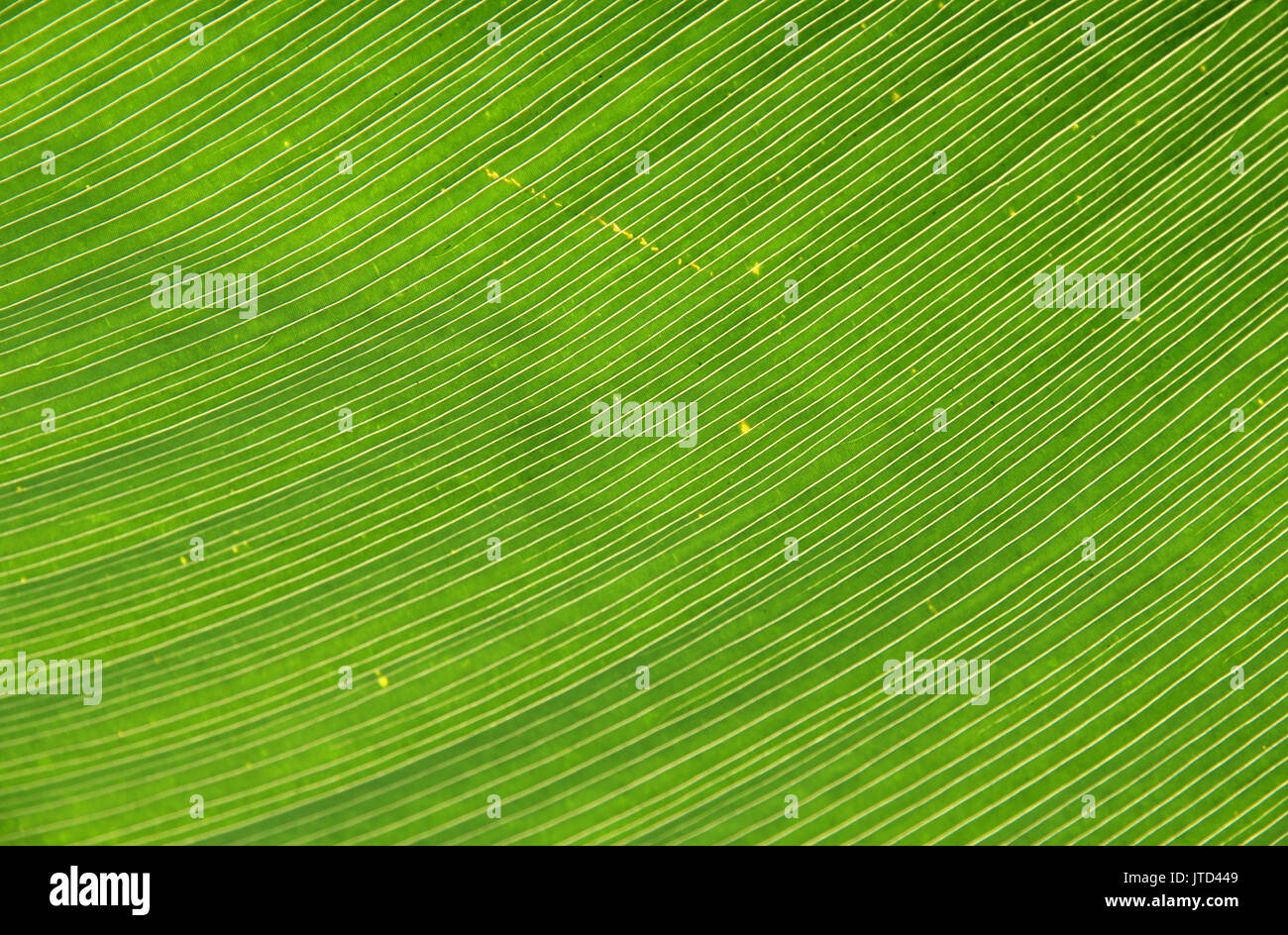 Equatorial rain forest hi-res stock photography and images - Alamy