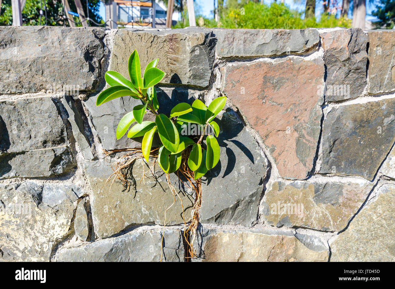 Man made tree hi-res stock photography and images - Alamy