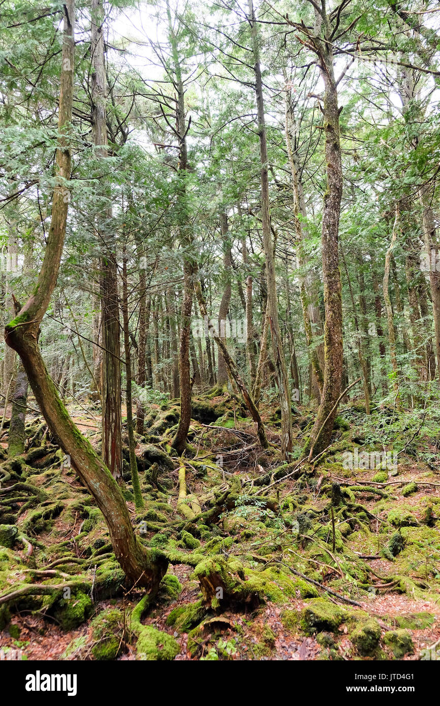 Aokigahara is a forest that lies at the base of Mount Fuji,also known ...