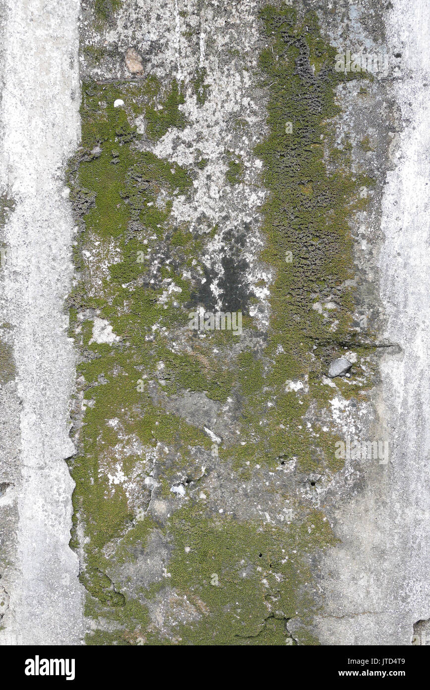 concrete wall with grunge texture and moss green algae , texture ...