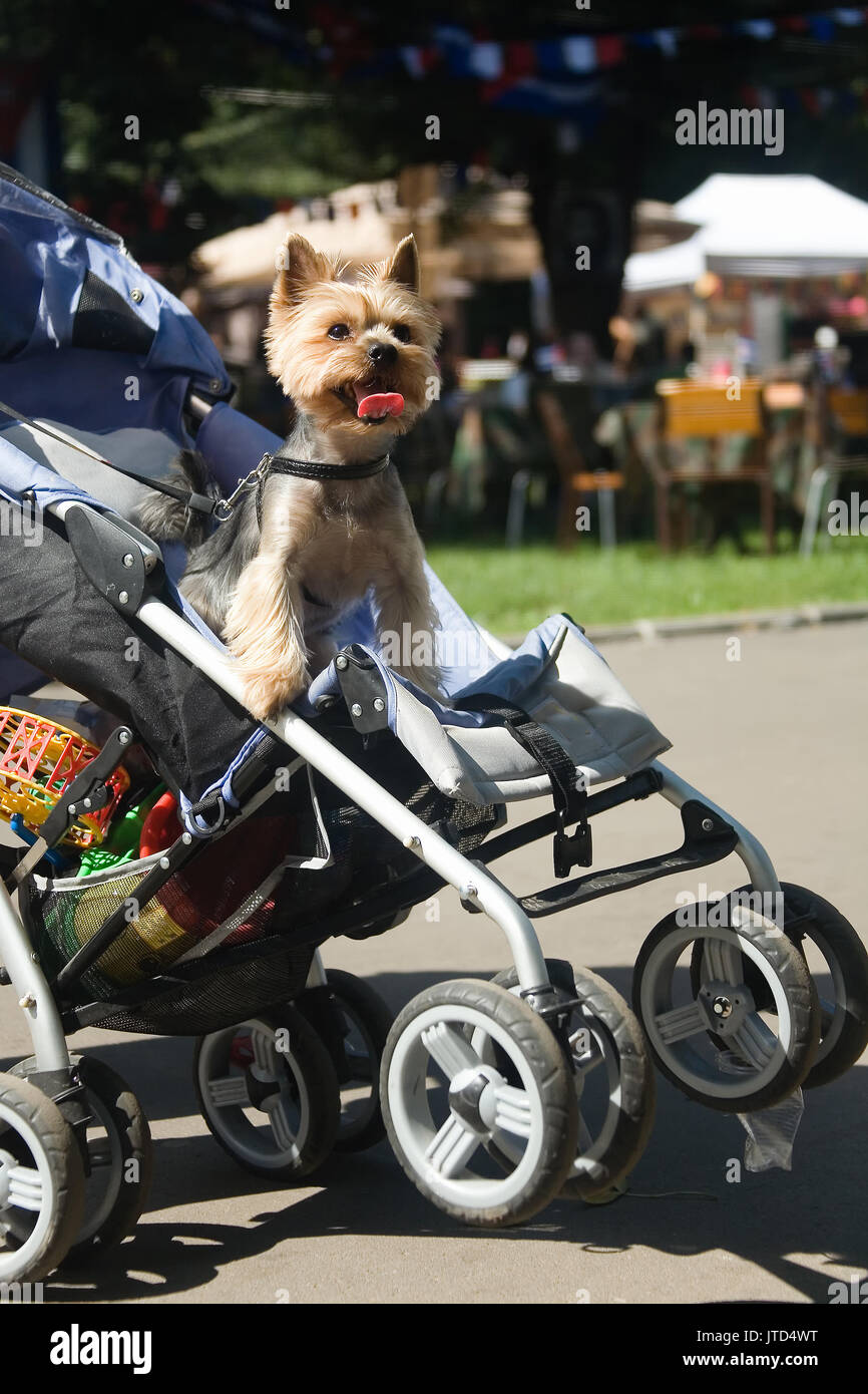 Yorkshire Terrier is riding in a pram. A positive animal Stock Photo ...