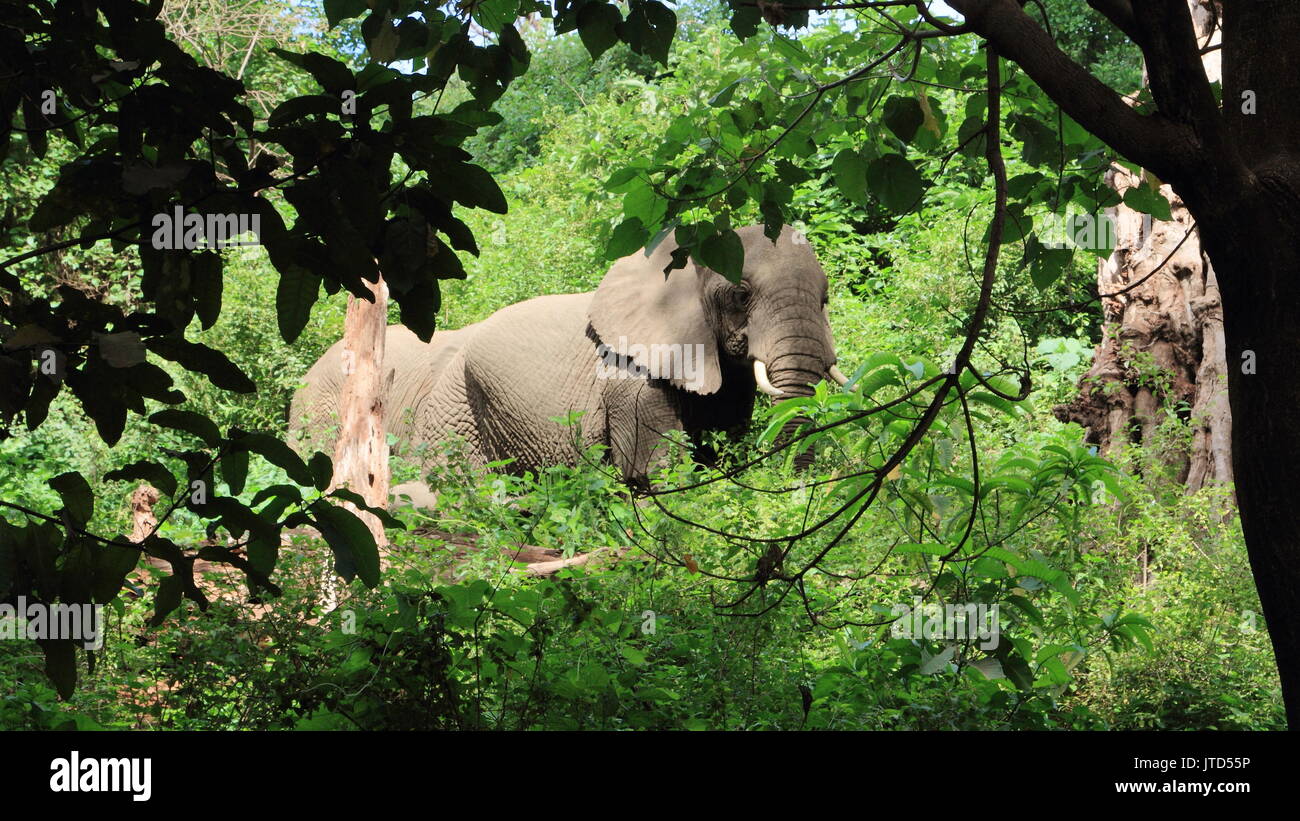 Elephant huge hi-res stock photography and images - Alamy