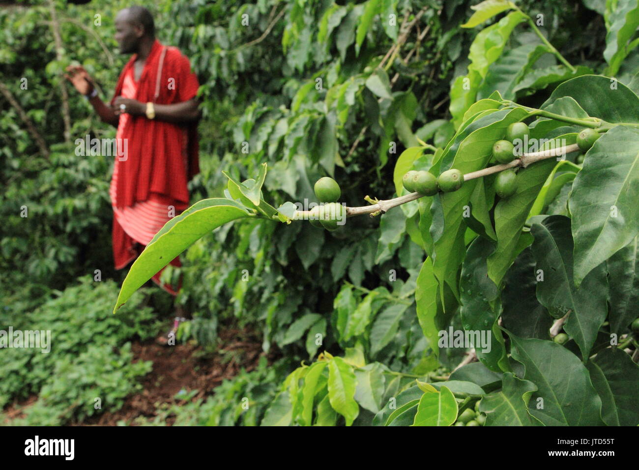 Coffee arabica tanzania hi-res stock photography and images - Alamy
