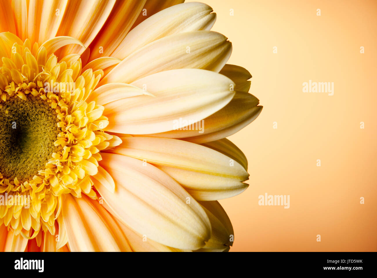 yellow gerbera flower on yellow gradient background Stock Photo - Alamy
