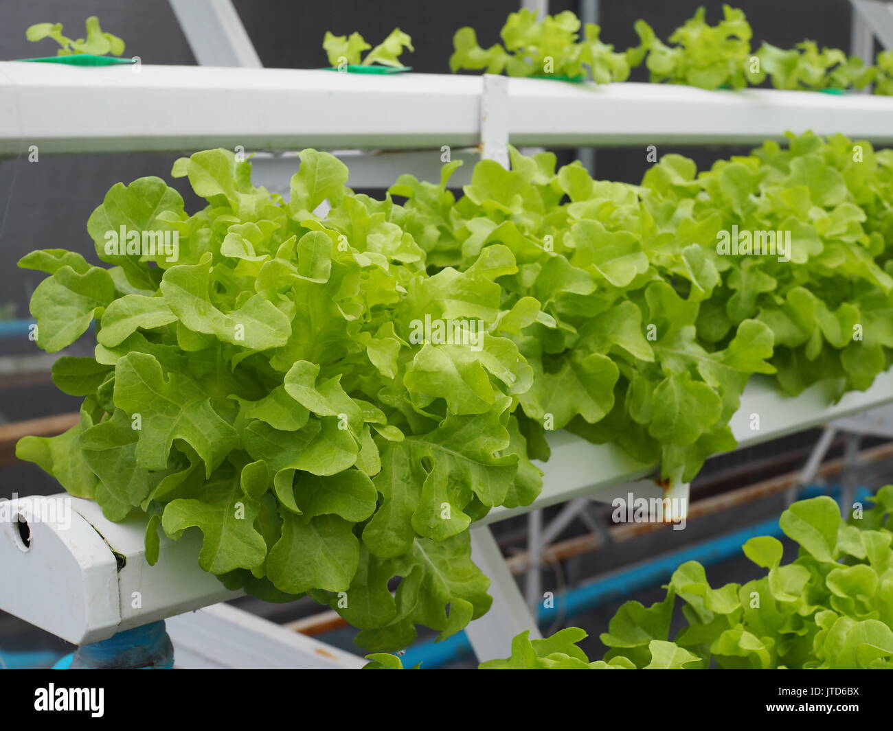 Hydroponic vegetables being grown in white racks using hydroponic ...