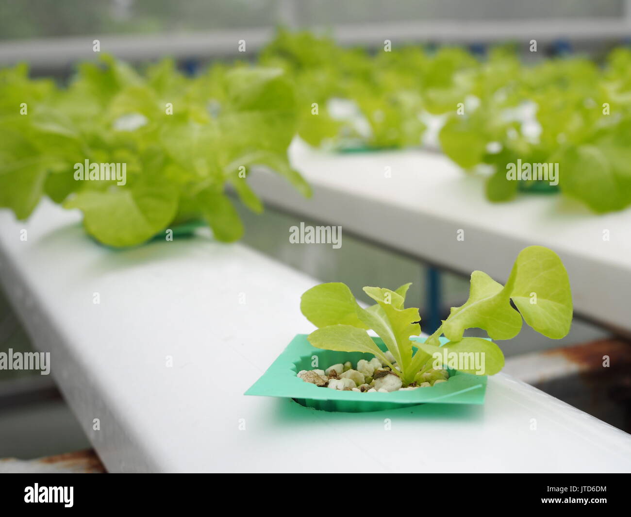 Hydroponic vegetables being grown in white racks using hydroponic ...