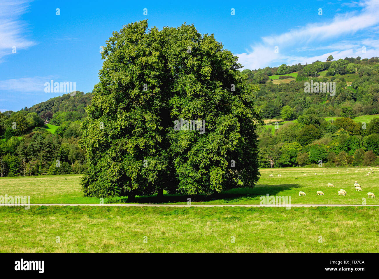 Large tree in a field in summertime Derbyshire England Stock Photo - Alamy