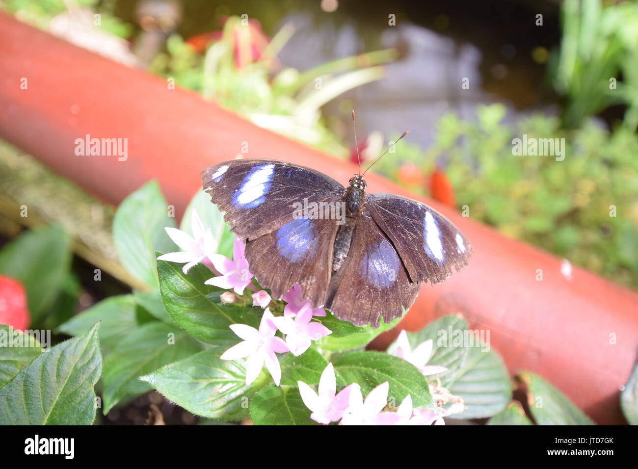 Danaid Butterfly High Resolution Stock Photography and Images - Alamy