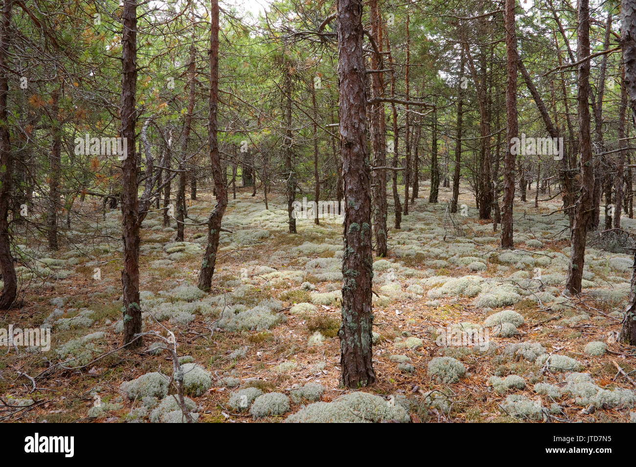 Kihnu island hi-res stock photography and images - Alamy