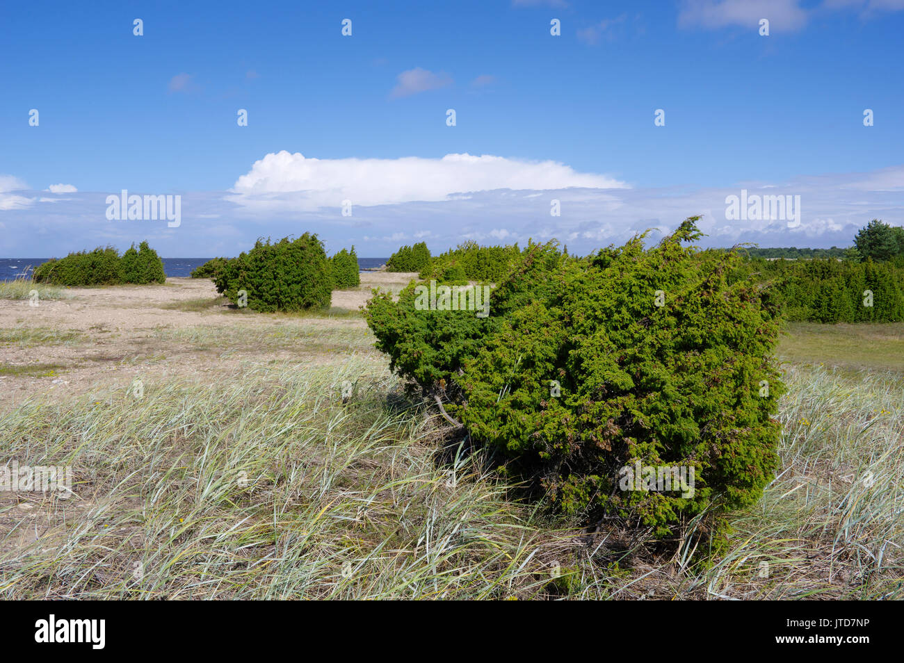 Kihnu junipers hi-res stock photography and images - Alamy