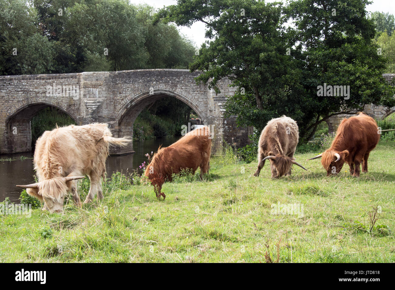 Conservation grazers hi-res stock photography and images - Alamy
