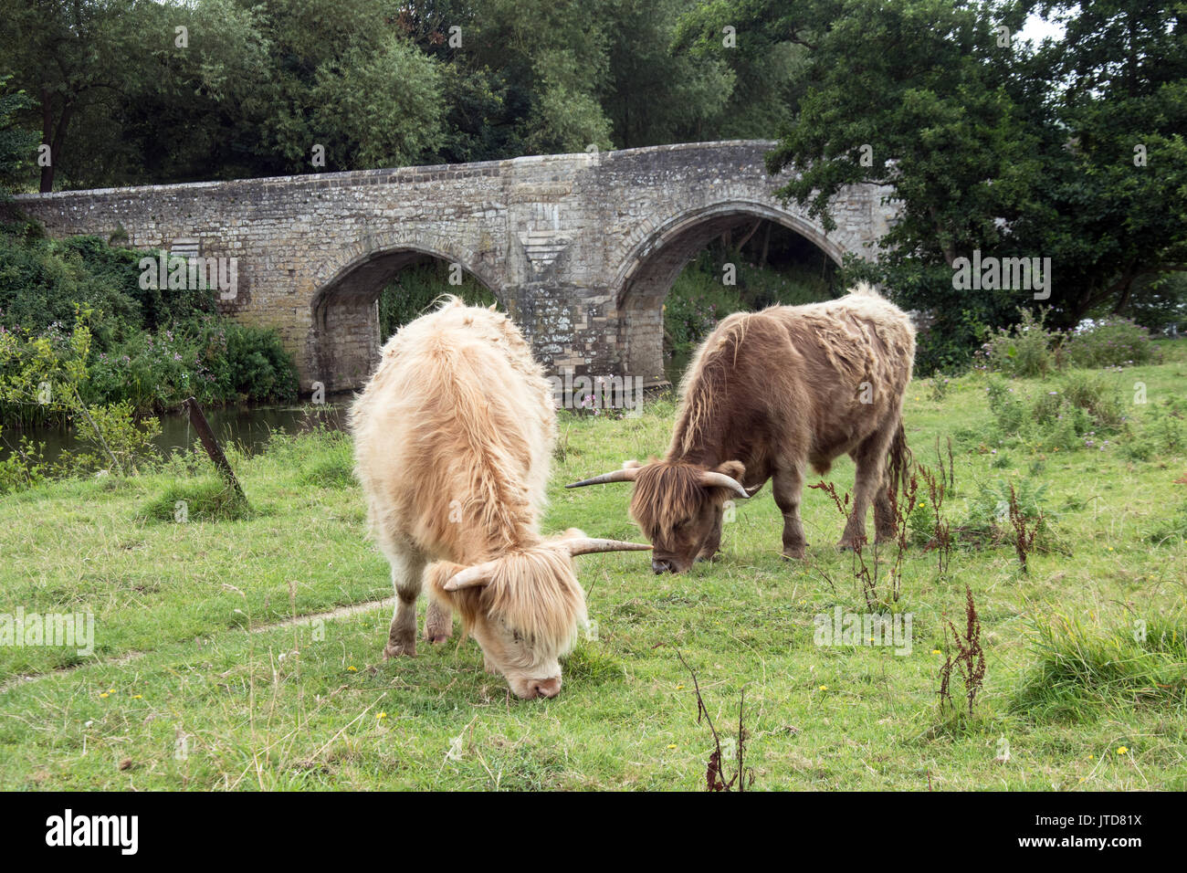 Highland cattle in front of the historic bridge at Teston Kent Stock ...