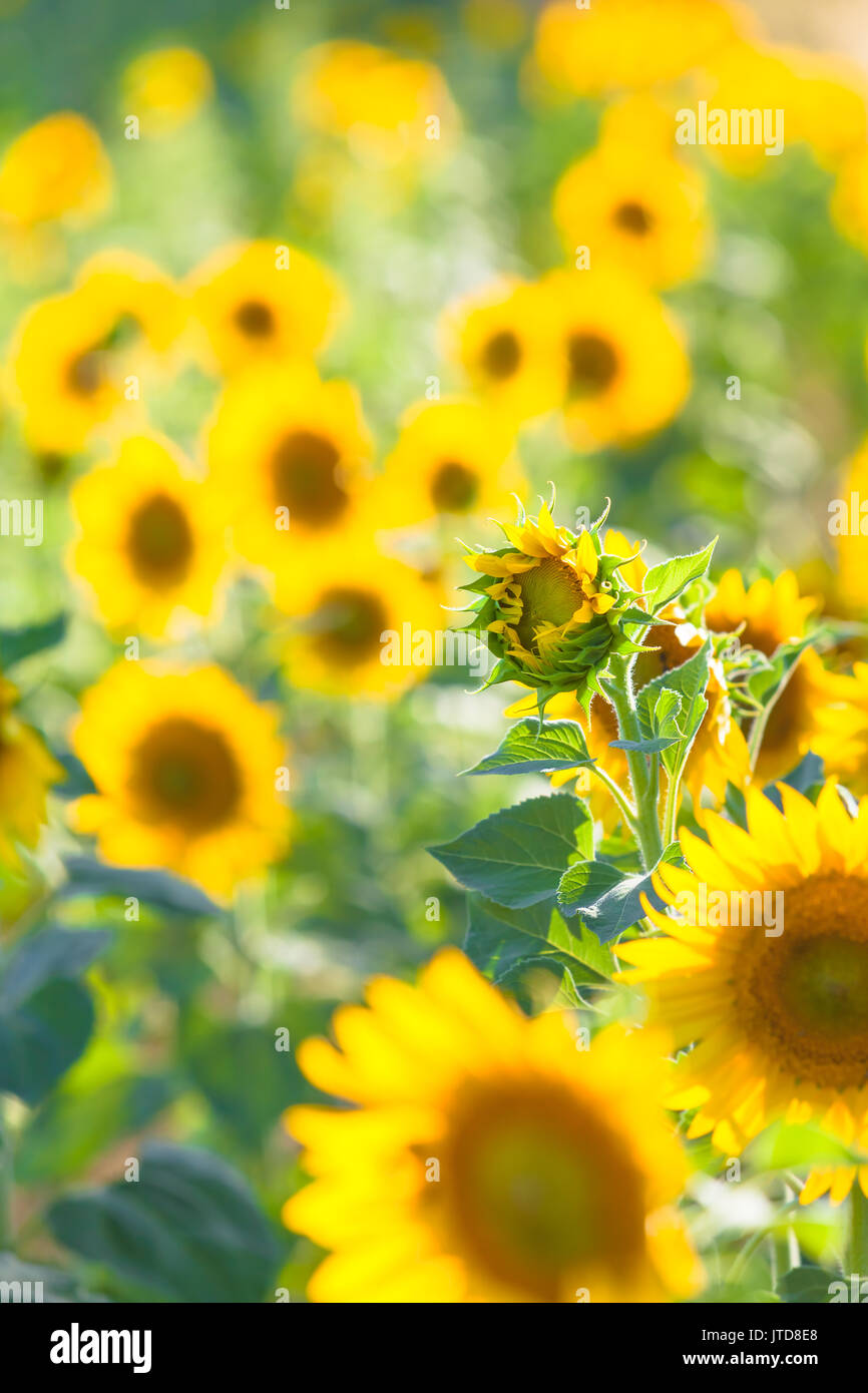 Big flower heads hi-res stock photography and images - Alamy