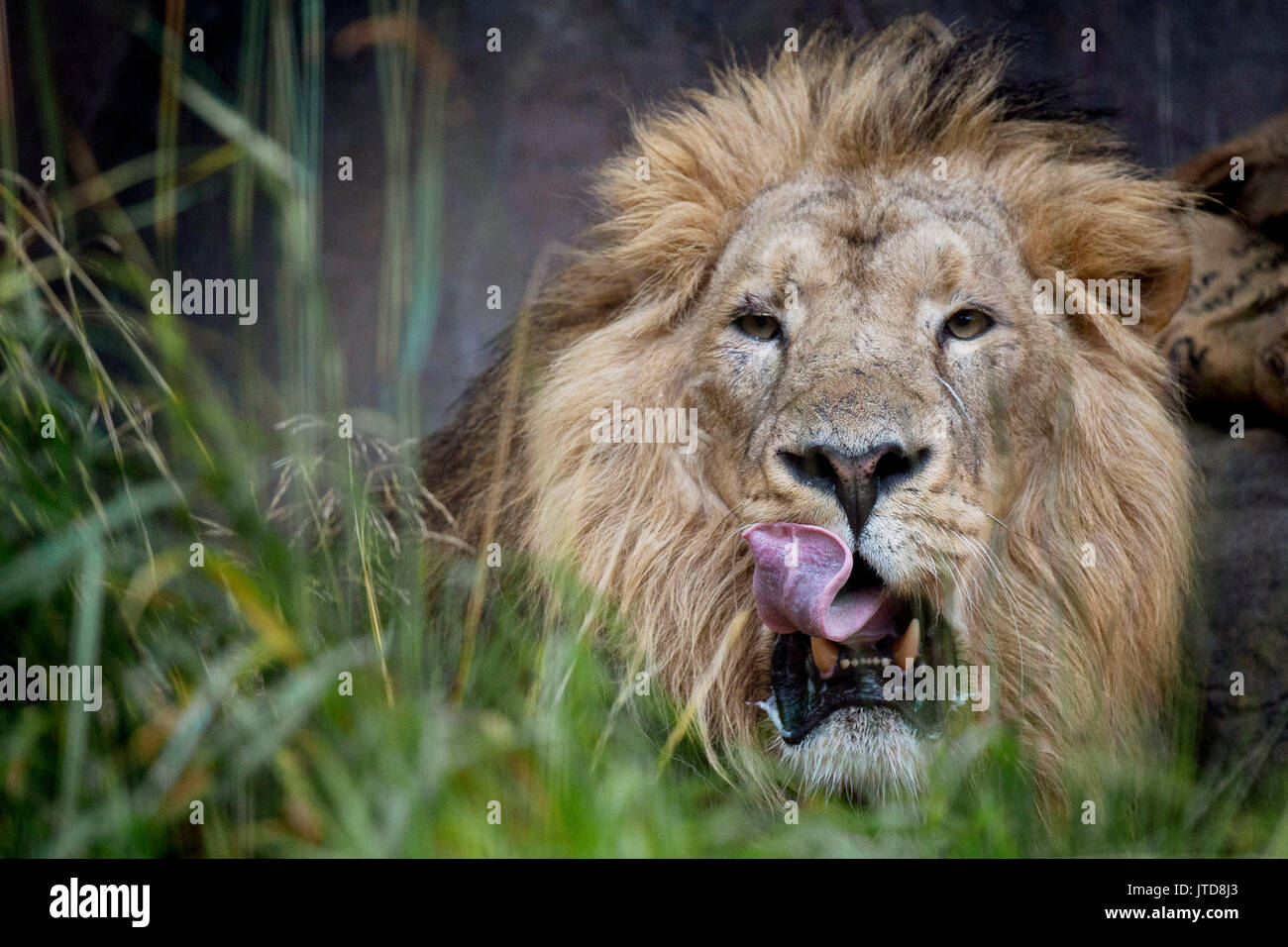 Embargoed to 0001 Thursday August 10 An Asiatic lion at ZSL London Zoo ...