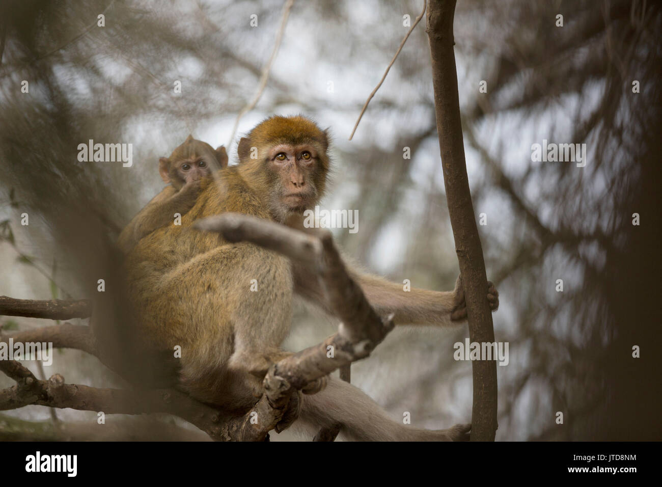 A female Barbary macaque climbs through the trees with a five month old ...