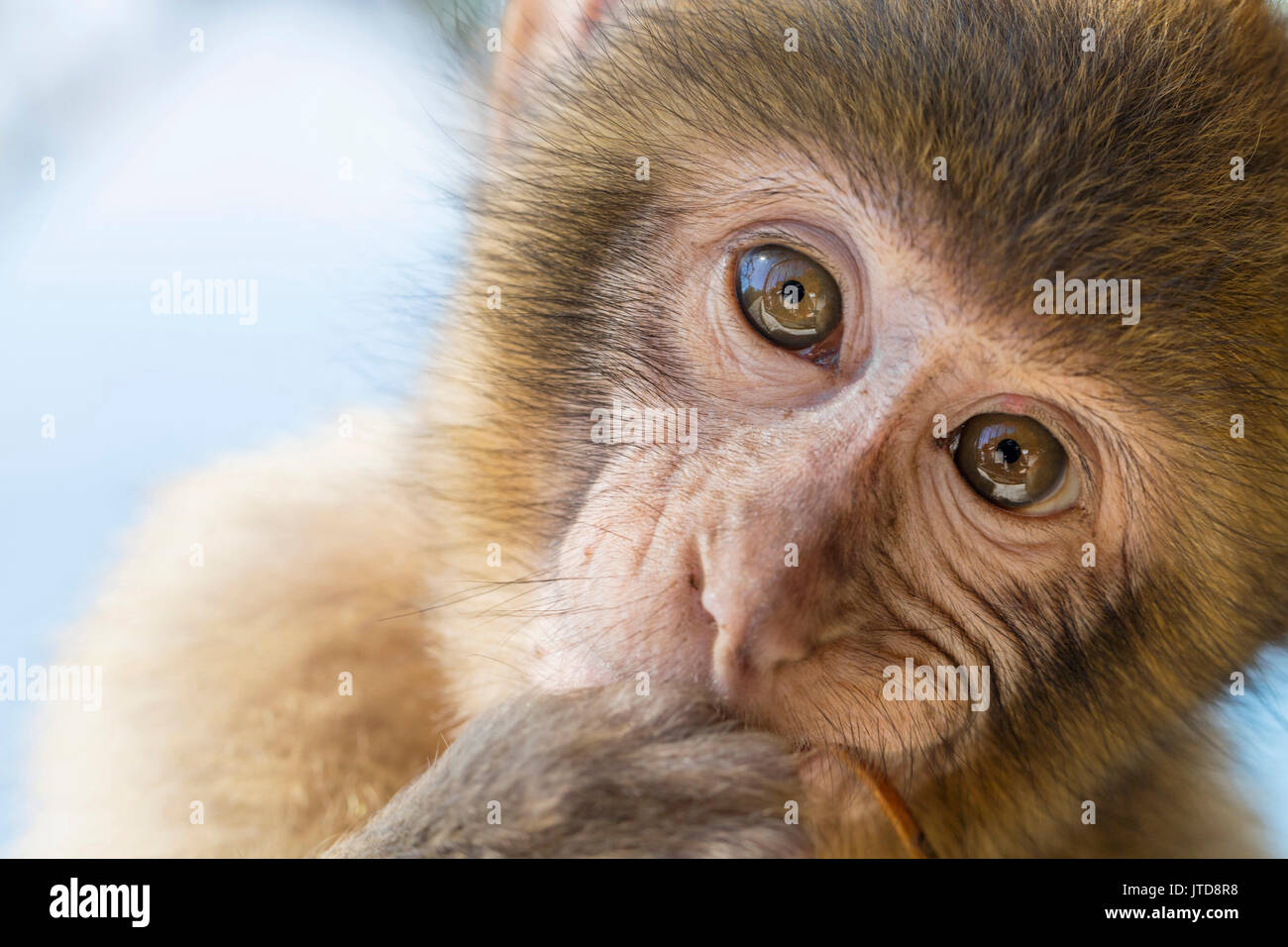 Portrait of a eight month old Barbary macaque, chewing on a leaf in ...