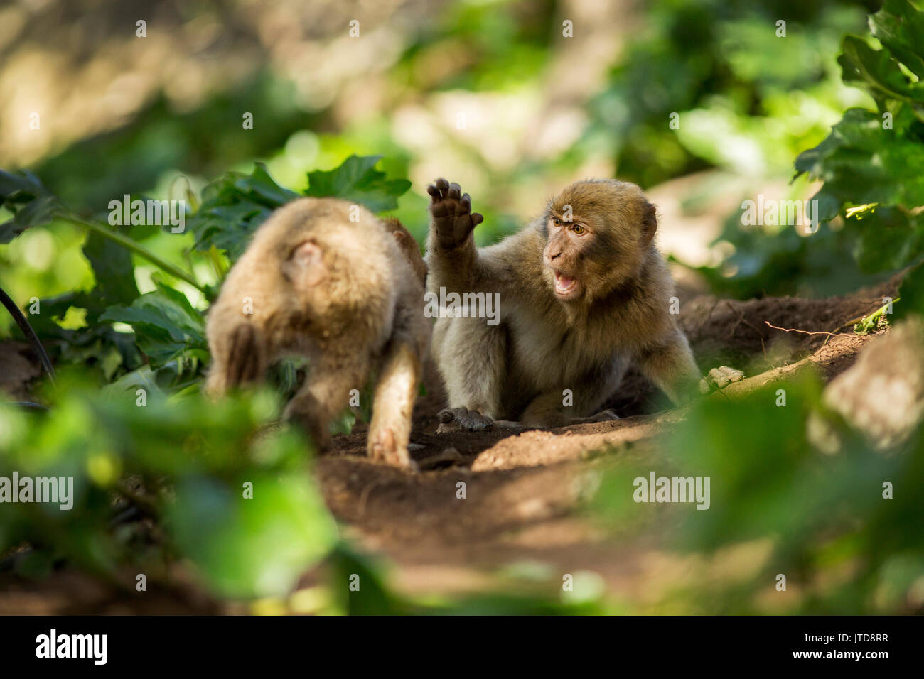 Two young Barbary macaques play fighting on the forest floor in a wild ...