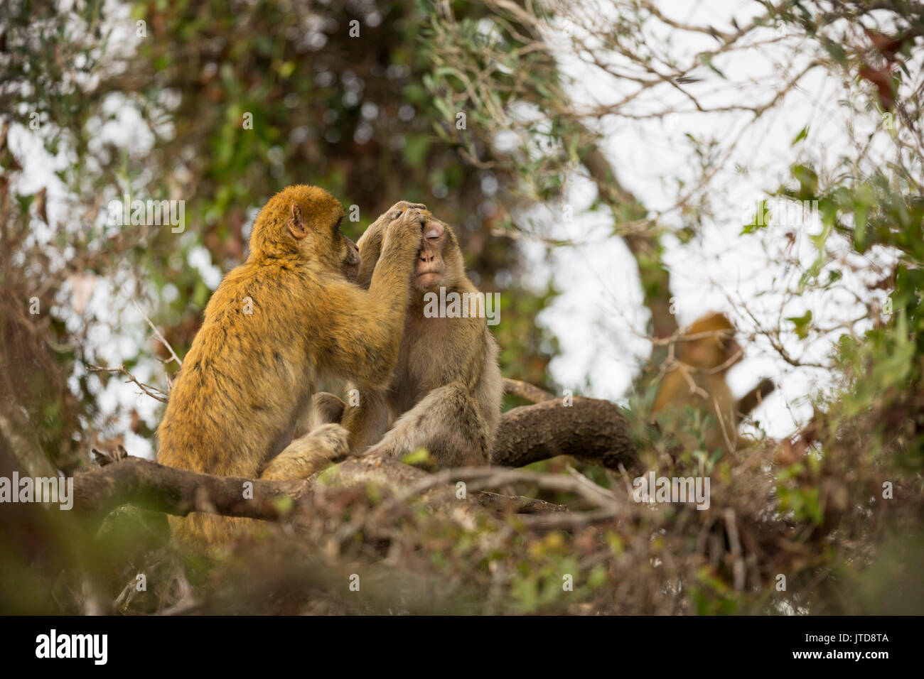 Barbary macaque grooming hi-res stock photography and images - Alamy