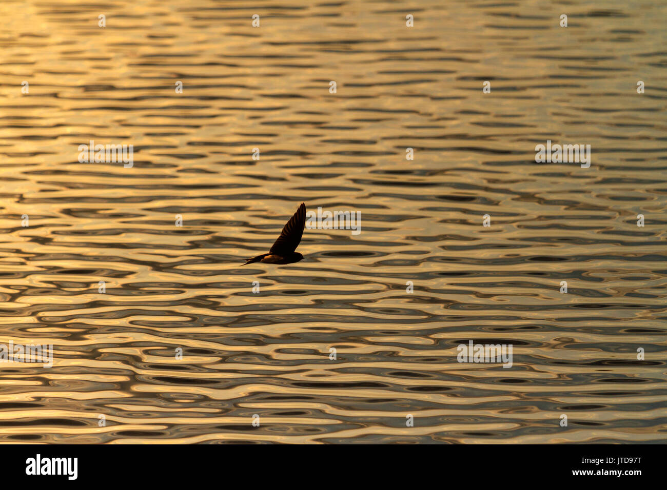Swallow flying over water hi-res stock photography and images - Alamy