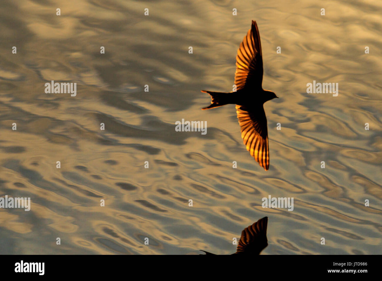 Golden wings hi-res stock photography and images - Alamy