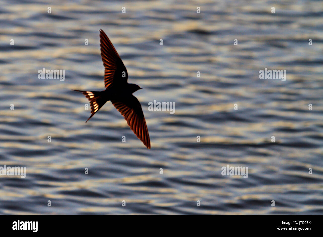 Swallow splashed wings and tail over water , wildlife Stock Photo - Alamy