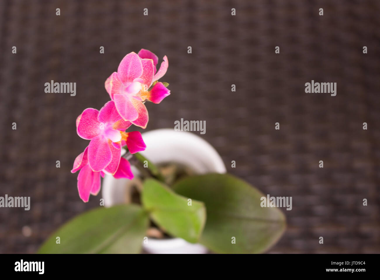 Orchid. Beautiful little pink flower. Tropical plant Stock Photo - Alamy