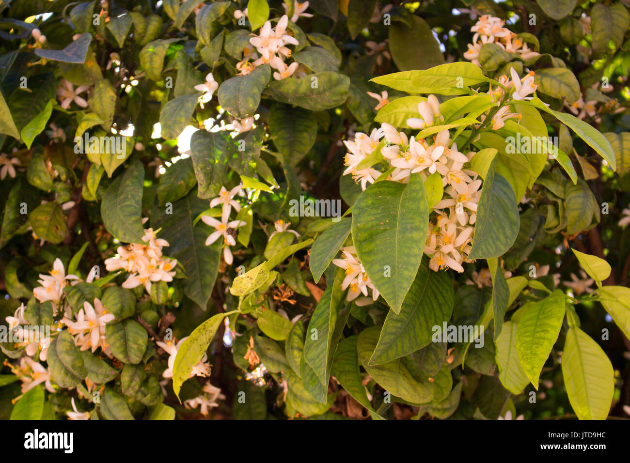Flowers. Beautiful orange tree with flowers. Spring plant Stock Photo ...