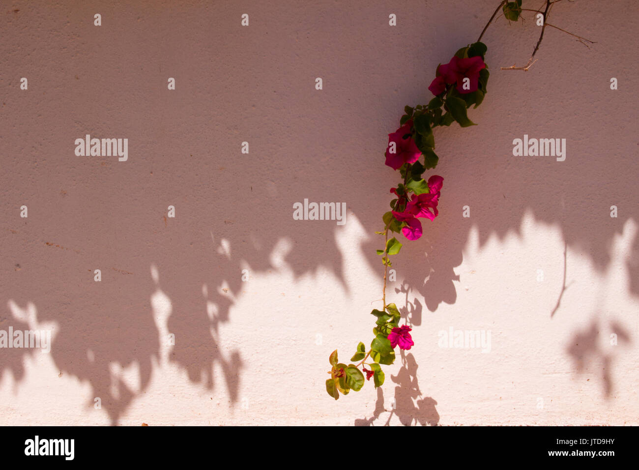 Flower. Beautiful Mediterranean pink flowers. Spring decoration Stock ...