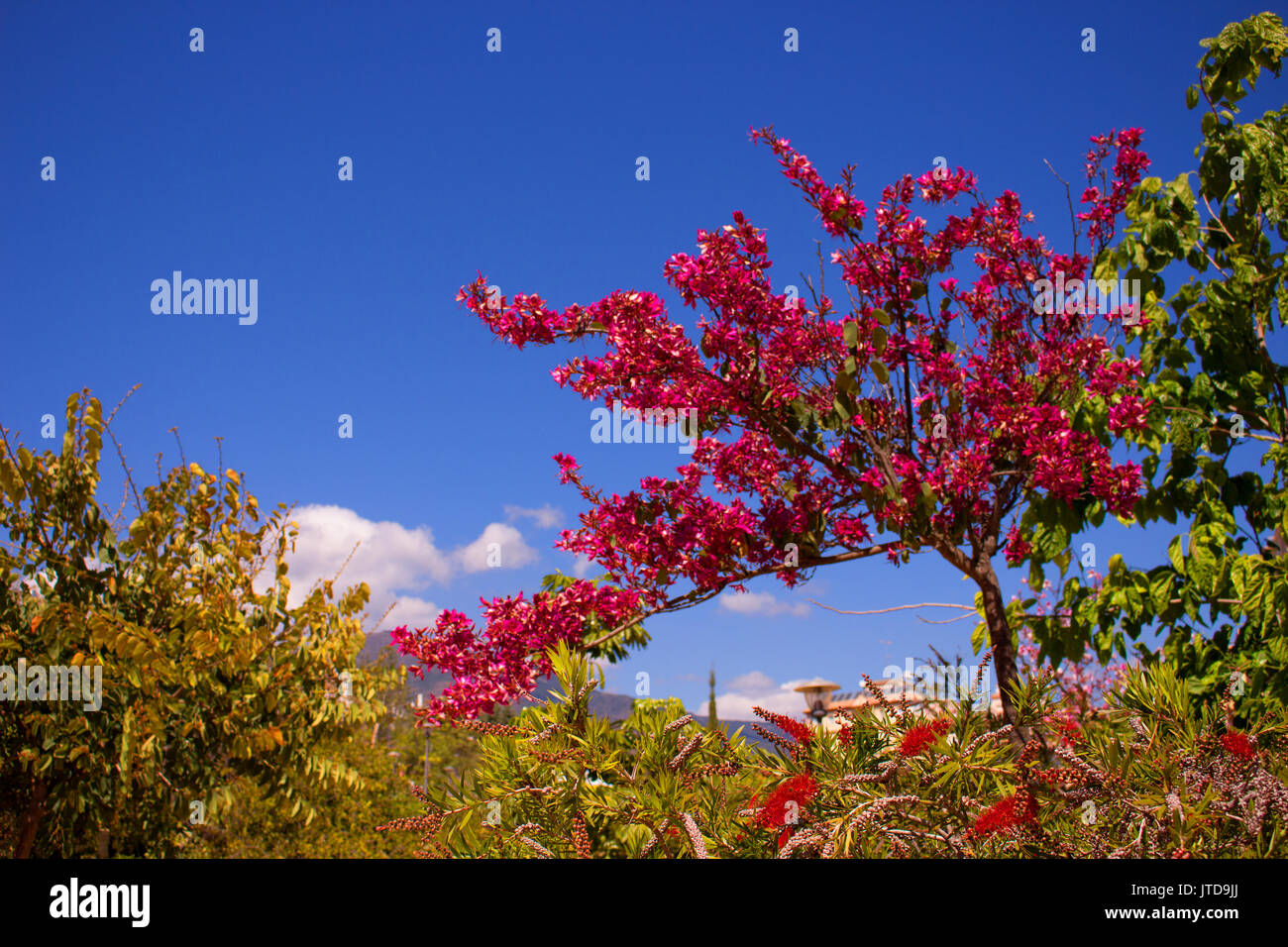 Flower. Beautiful Mediterranean pink flowers. Spring decoration Stock ...
