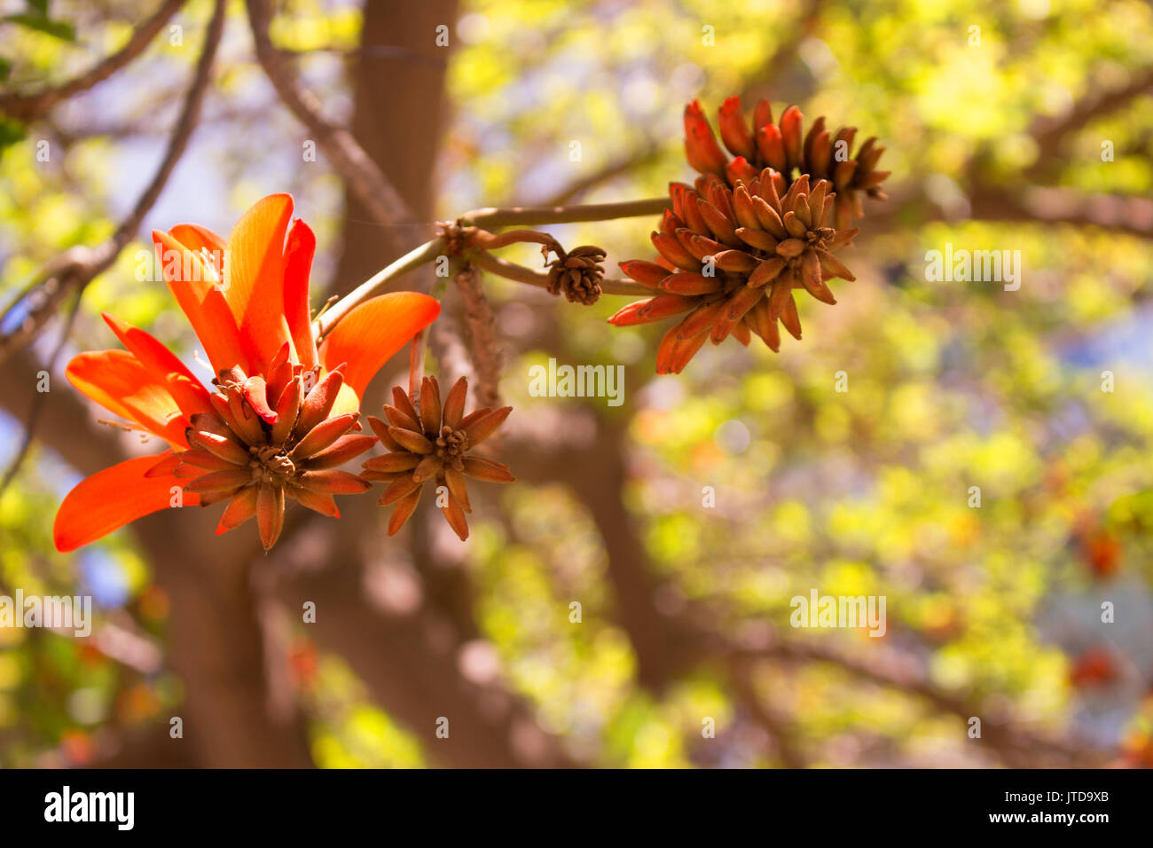 Flower. Beautiful orange flowers. Mediterranean tree. Spring plant ...
