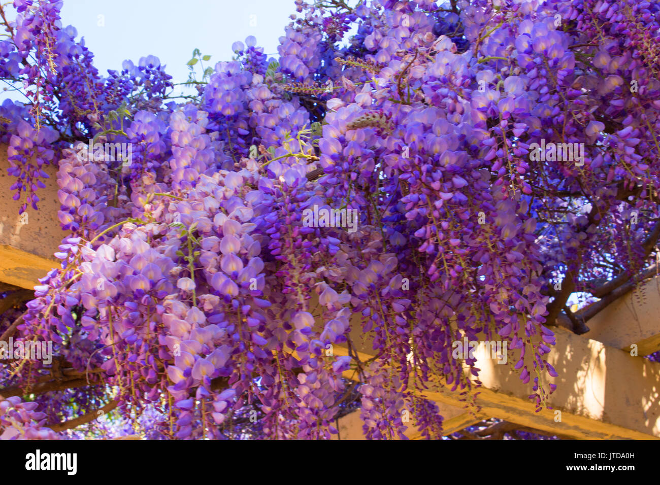 Purple Acacia Flower Acacia Flowers, Flowers, Nature, Purple, Acacia,