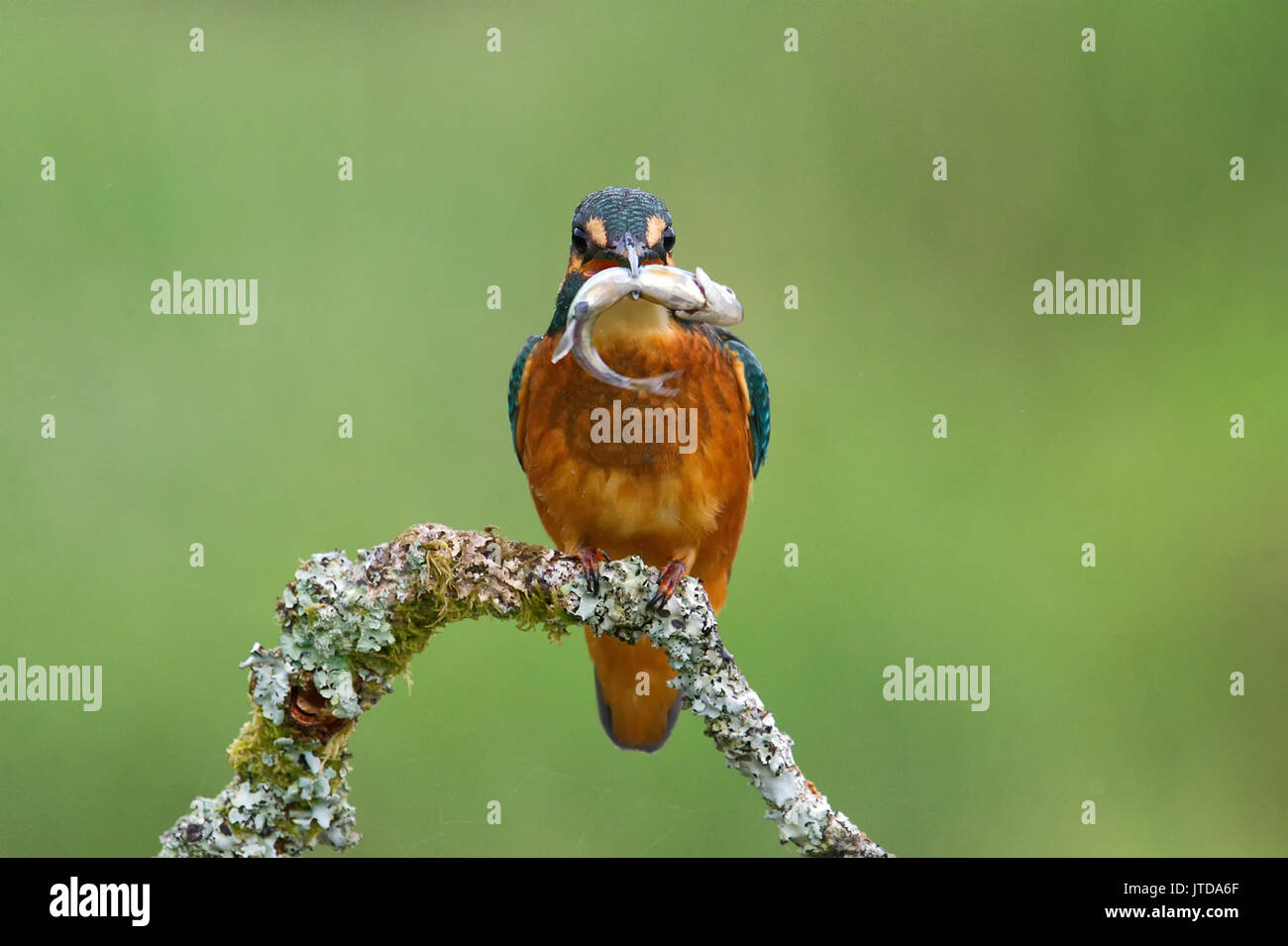 Fish in beak shaking fish hi-res stock photography and images - Alamy