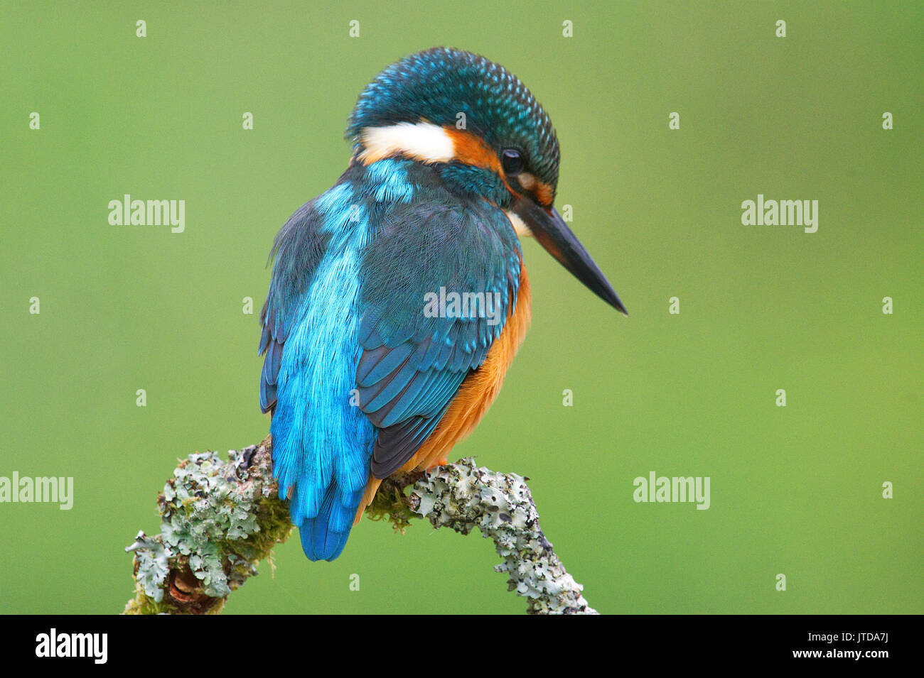 Fish in beak shaking fish hi-res stock photography and images - Alamy